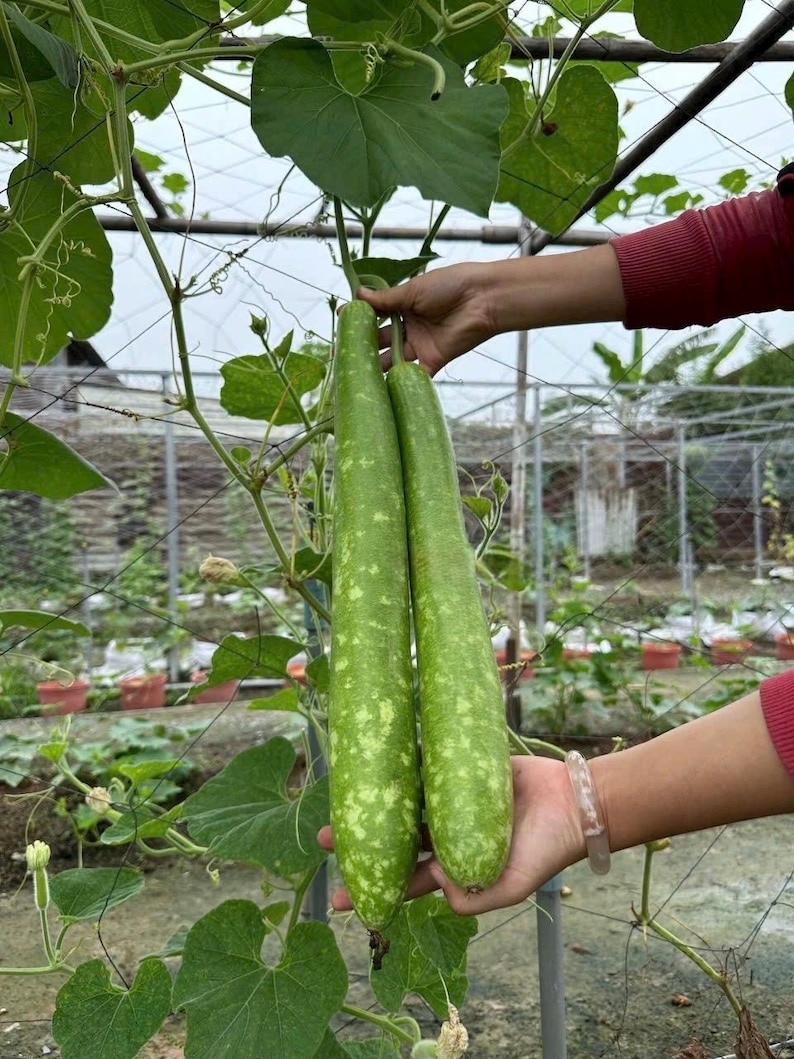 10 Bottle Gourd Seeds/ Calabash/ Long Melon/ Bau Sao Vietnam/ Bau Dai ...