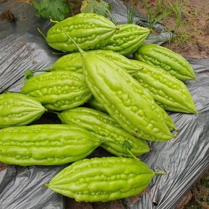 25 Long Bitter Melon Seeds - Green Asian Vegetable - Etsy