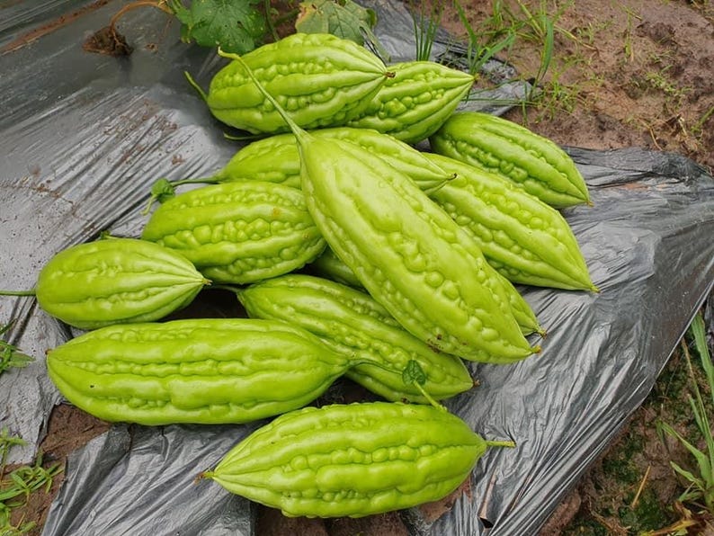 25 Long Bitter Melon Seeds - Green Asian Vegetable - Etsy