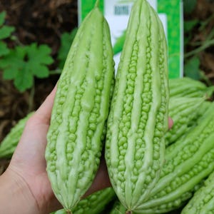 25 Long Bitter Melon Seeds - Green Asian Vegetable - Etsy