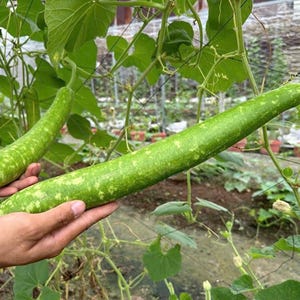 10 Bottle Gourd Seeds/ Calabash/ Long Melon/ Bau Sao Vietnam/ Bau Dai ...