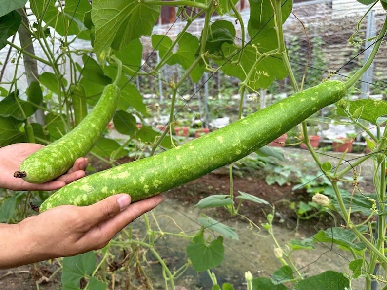 10 Bottle Gourd Seeds/ Calabash/ Long Melon/ Bau Sao Vietnam/ Bau Dai ...