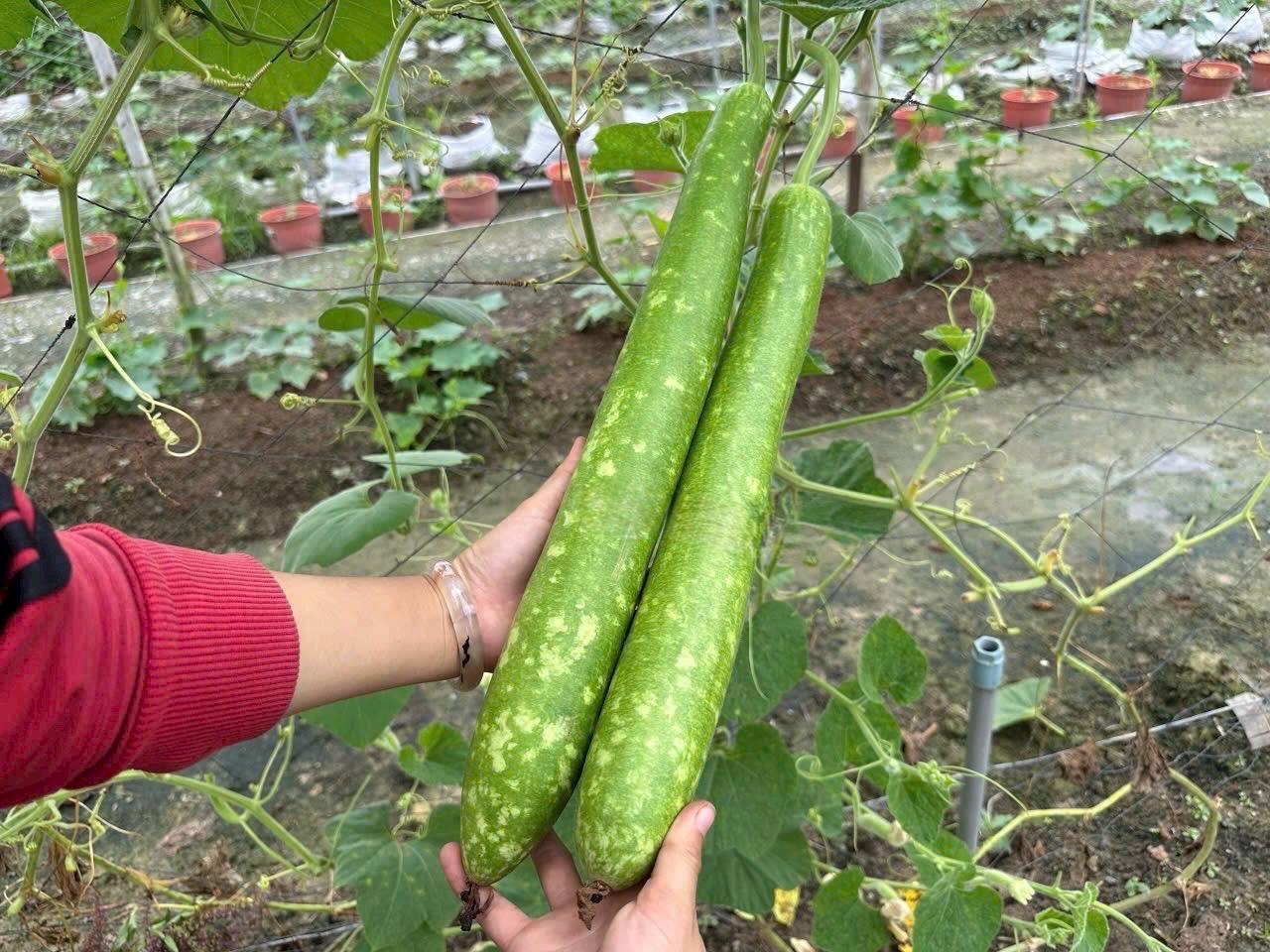 10 Bottle Gourd Seeds/ Calabash/ Long Melon/ Bau Sao Vietnam/ Bau Dai ...