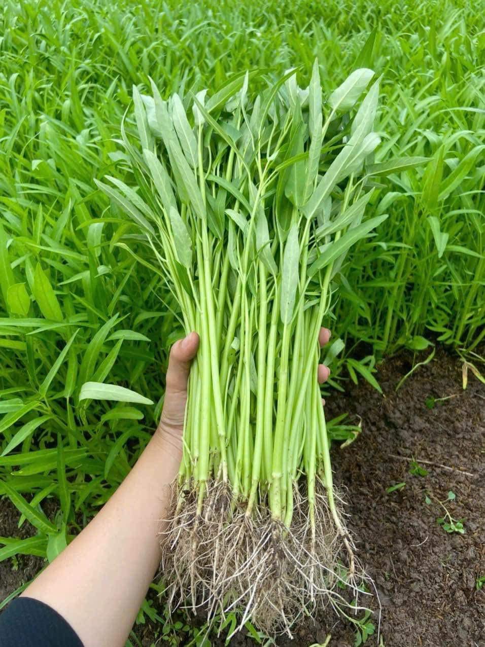 1000 Ong Choy Seeds - Rau Muong La Tre - Kong Xin CAI - Water Spinach ...