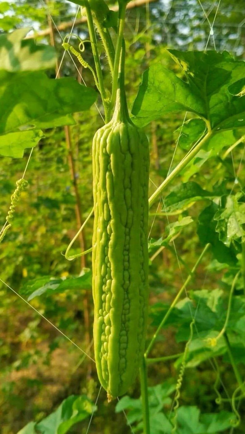 25 Long Bitter Melon Seeds - Green Asian Vegetable - Etsy