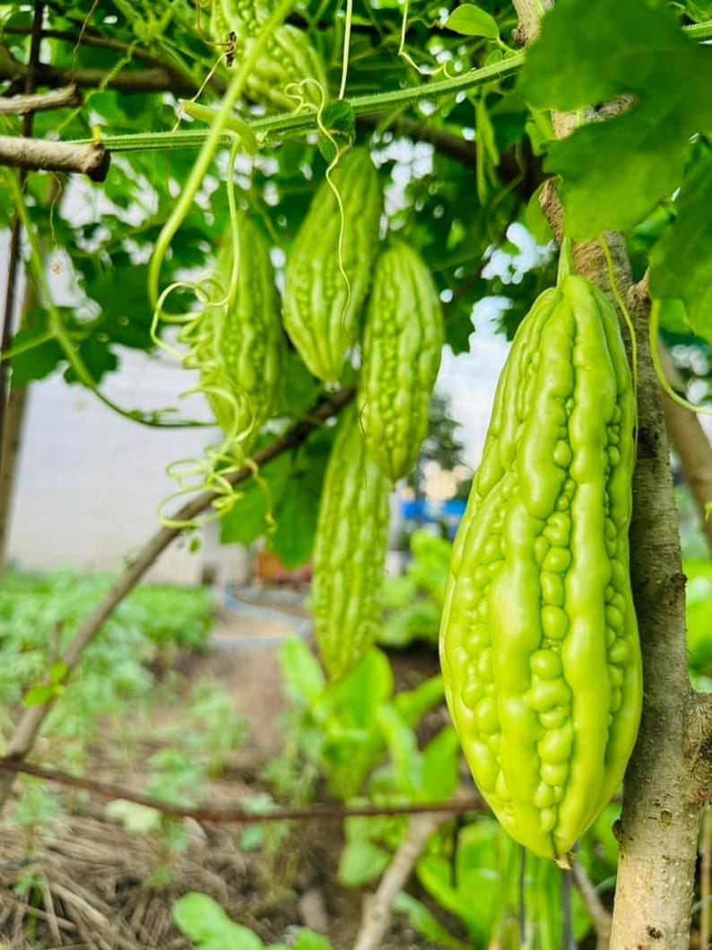 25 Long Bitter Melon Seeds - Green Asian Vegetable - Etsy