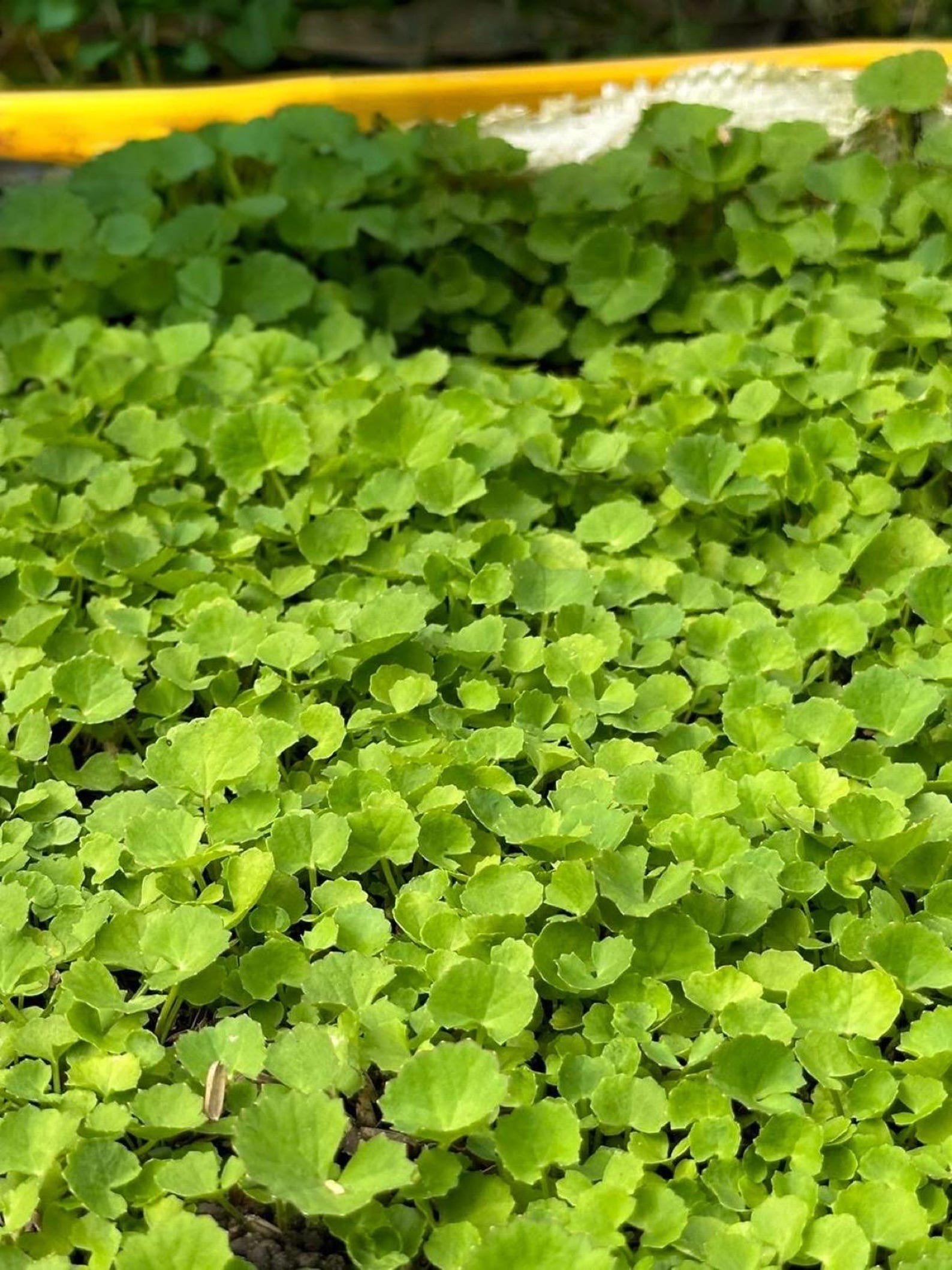 1100 Green Gotu Kola Seeds - Hat Rau Ma - Big Leaf Seed Centella ...