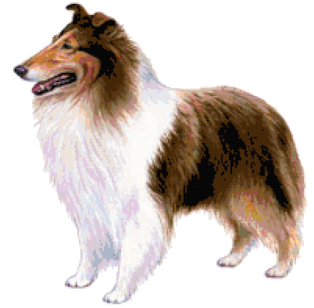 Collie Dog Counted Cross Stitch Pattern - Etsy