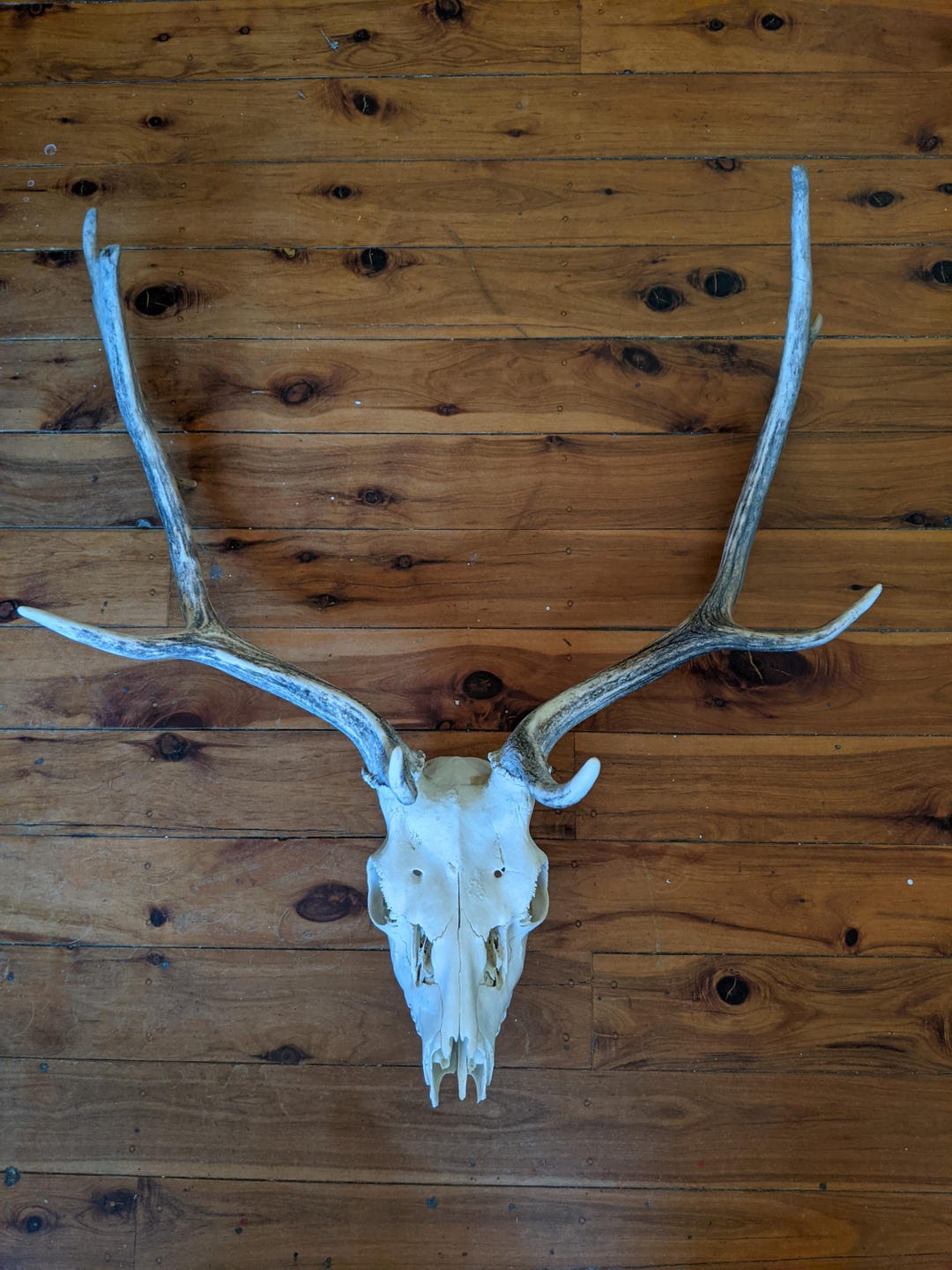 Large Deer Skull With Antlers Real Natural Authentic Genuine Bone Skull ...