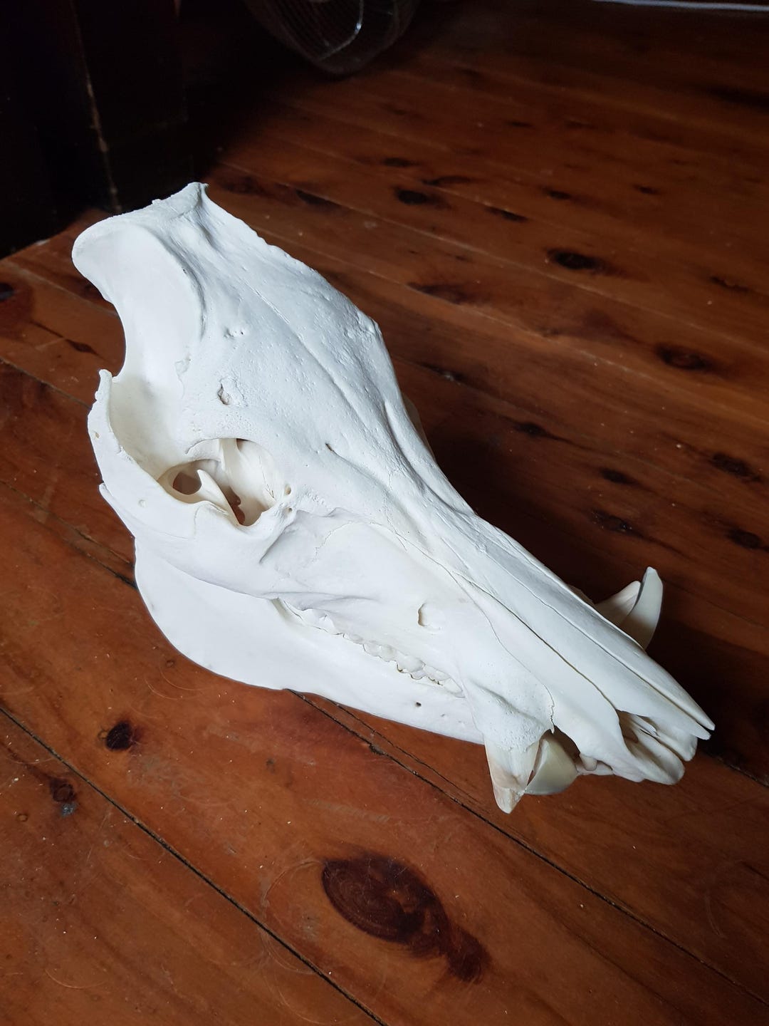 Large Wild Pig Boar Skull With Big Tusks Real Natural Authentic Genuine ...