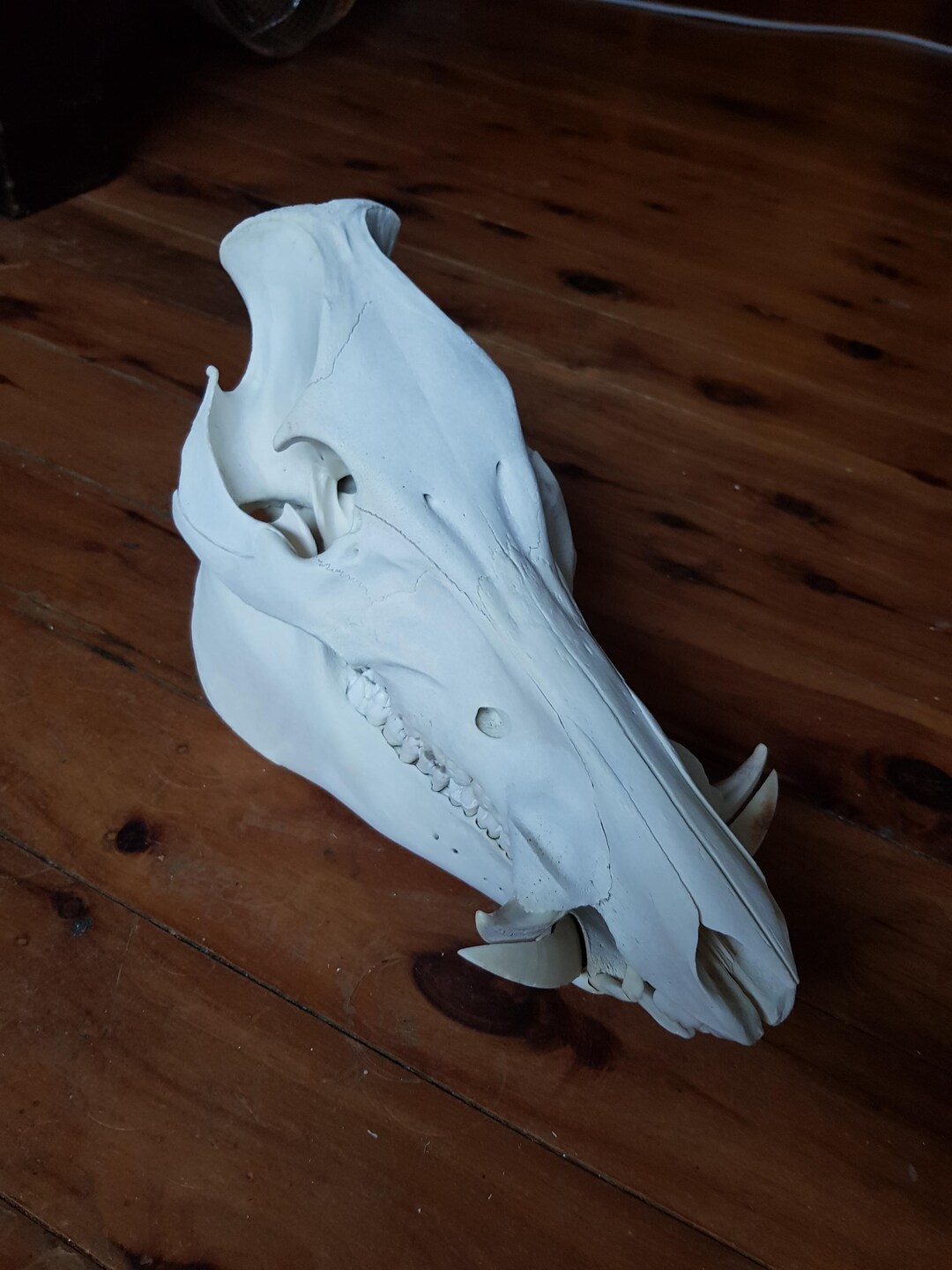 Large Wild Pig Boar Skull With Big Tusks Real Natural Authentic Genuine ...