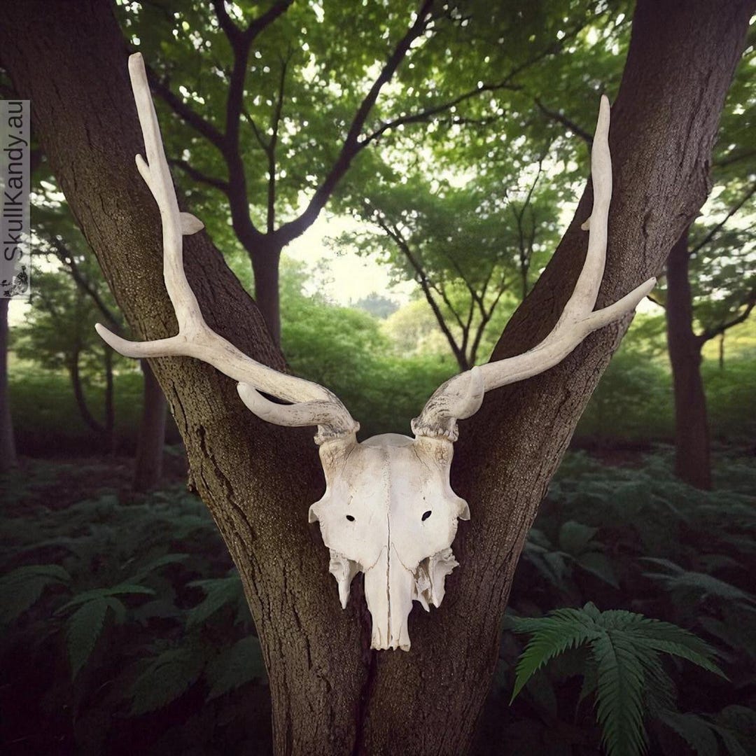 Large Deer Skull With Antlers Real Natural Authentic Genuine Bone Skull ...
