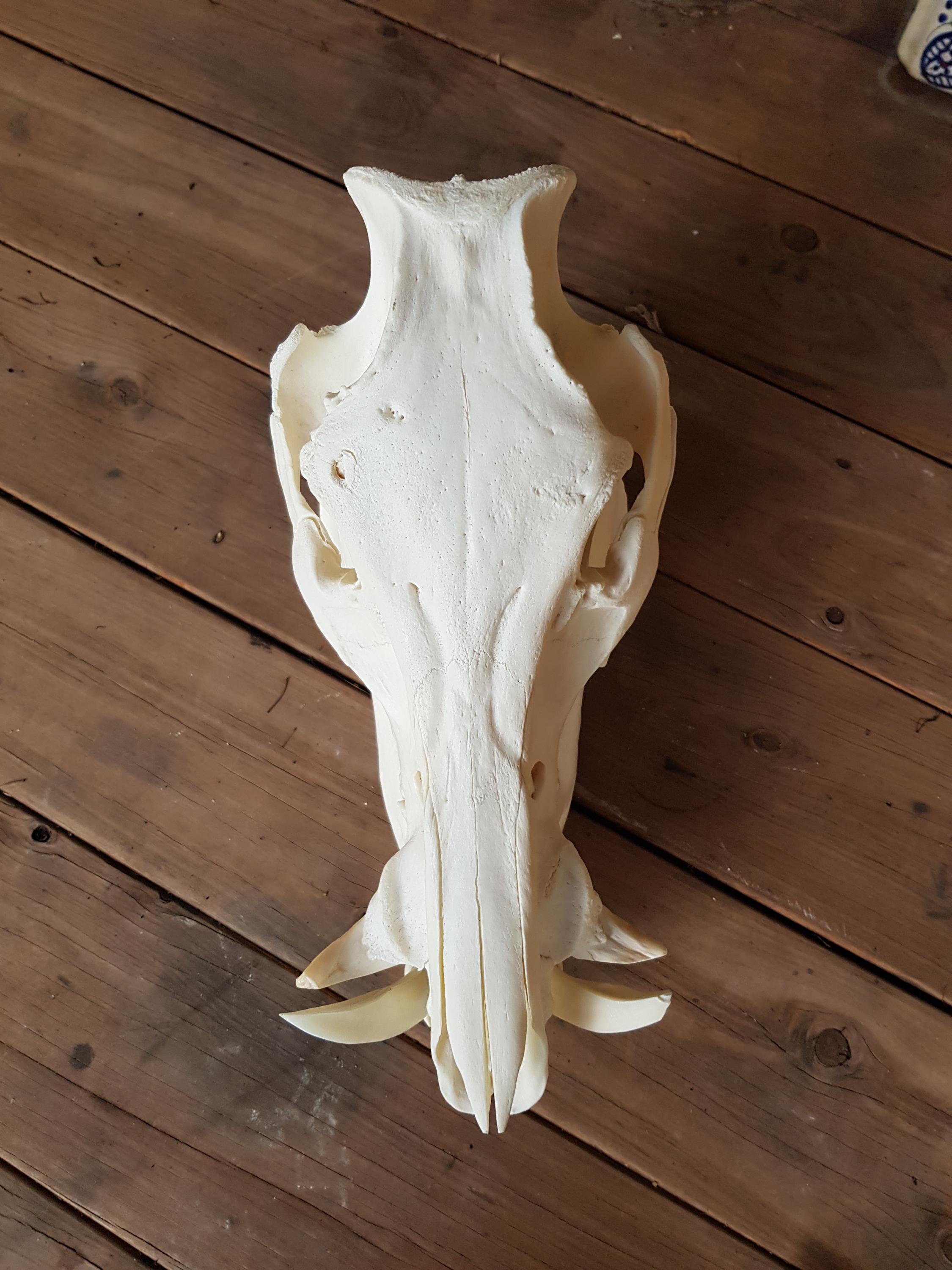 Large Wild Pig Boar Skull With Big Tusks Real Natural Authentic Genuine ...