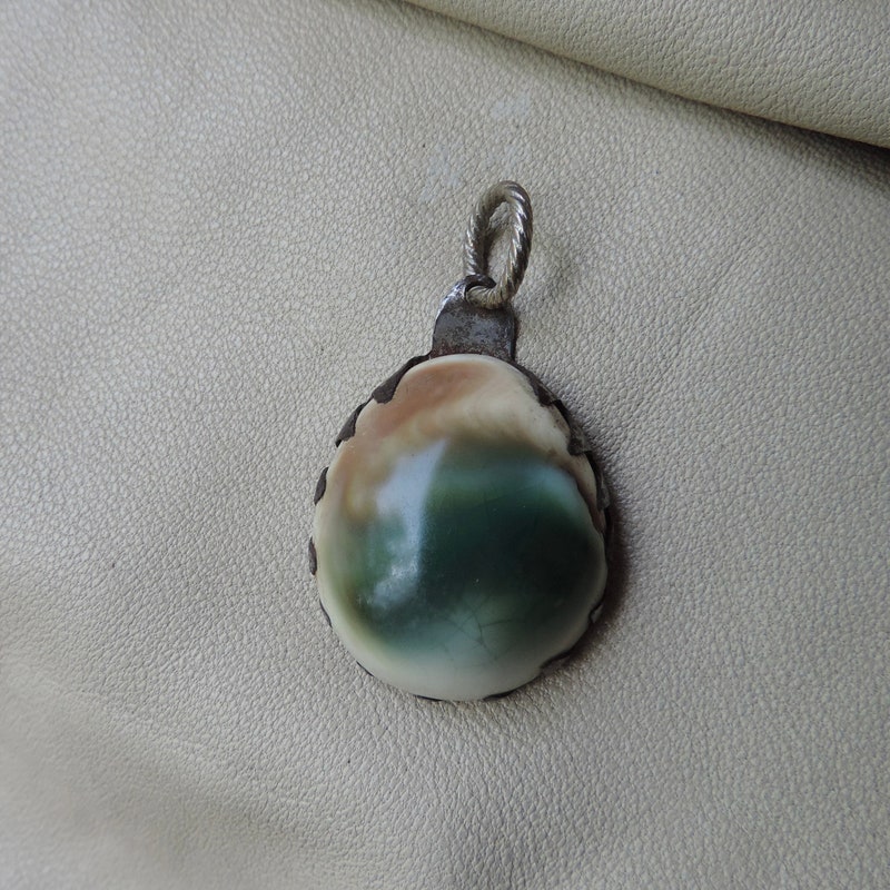 Operculum Shell - Etsy