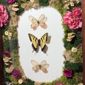 Real Butterfly Frame With Flowers – Swallowtail & Pink Glasswing ...