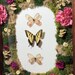 Real Butterfly Frame With Flowers – Swallowtail & Pink Glasswing ...
