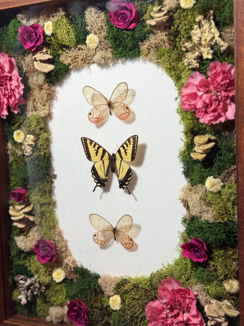 Real Butterfly Frame With Flowers – Swallowtail & Pink Glasswing ...