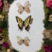 Real Butterfly Frame With Flowers – Swallowtail & Pink Glasswing ...