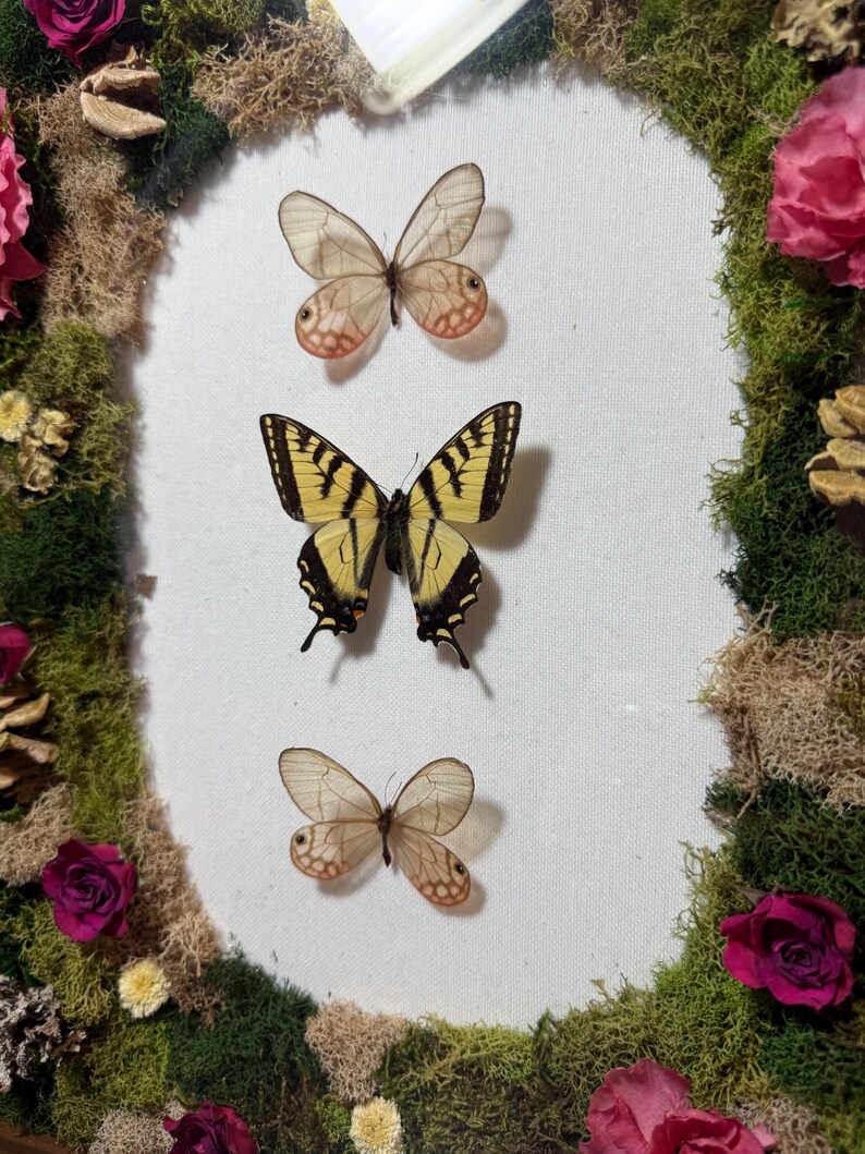 Real Butterfly Frame With Flowers – Swallowtail & Pink Glasswing ...