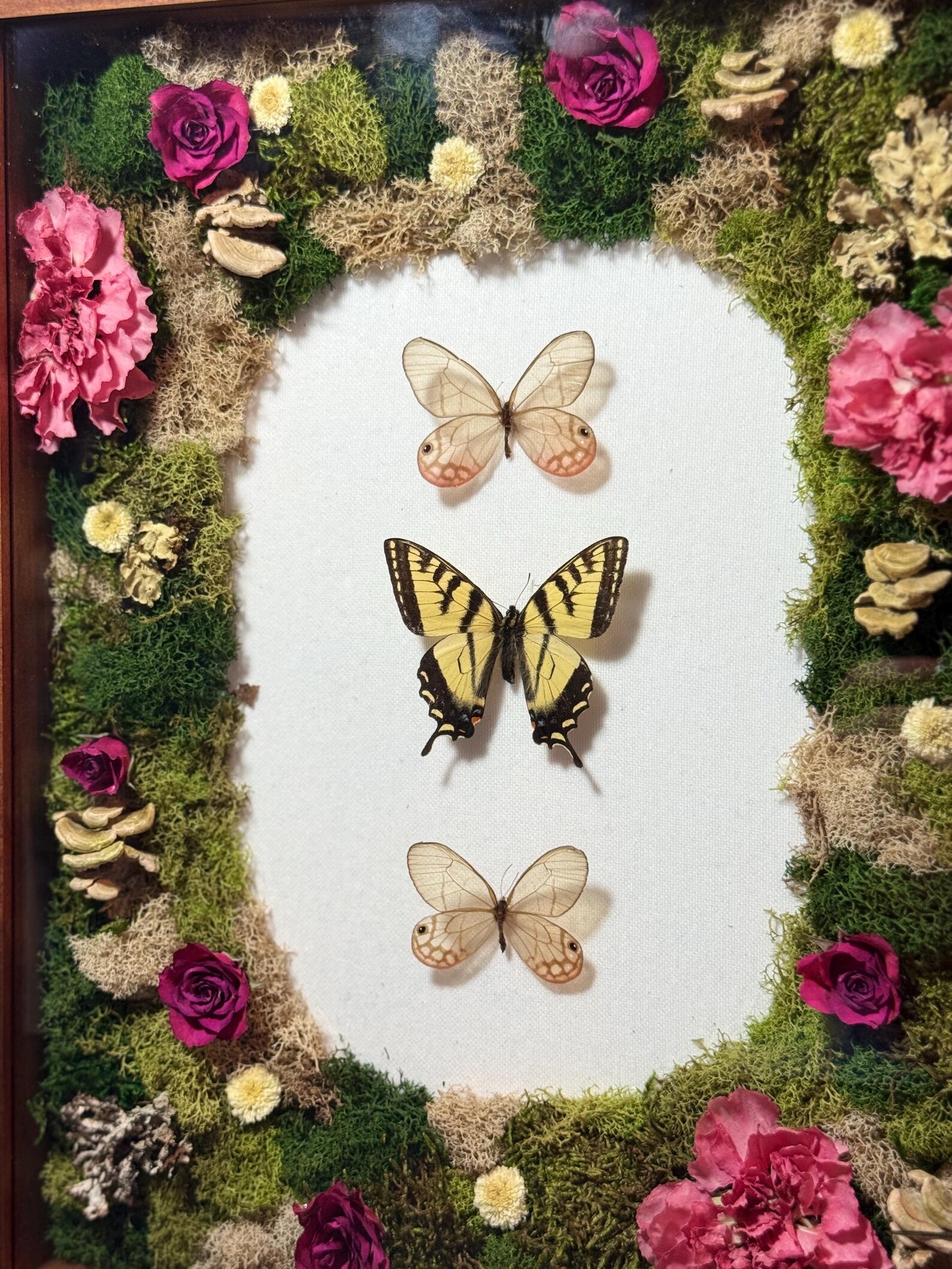 Real Butterfly Frame With Flowers – Swallowtail & Pink Glasswing ...