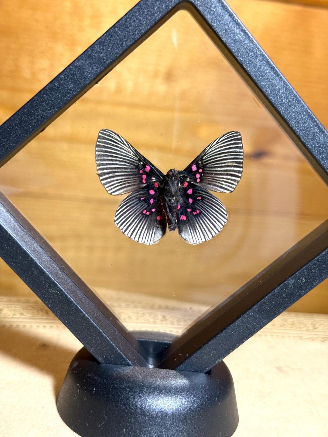 Suspension Frame Butterfly Display – Lyropteryx Apollonia (apollo ...