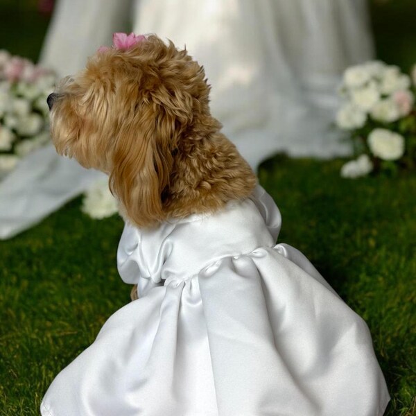 Elegant Dog Dress - Etsy