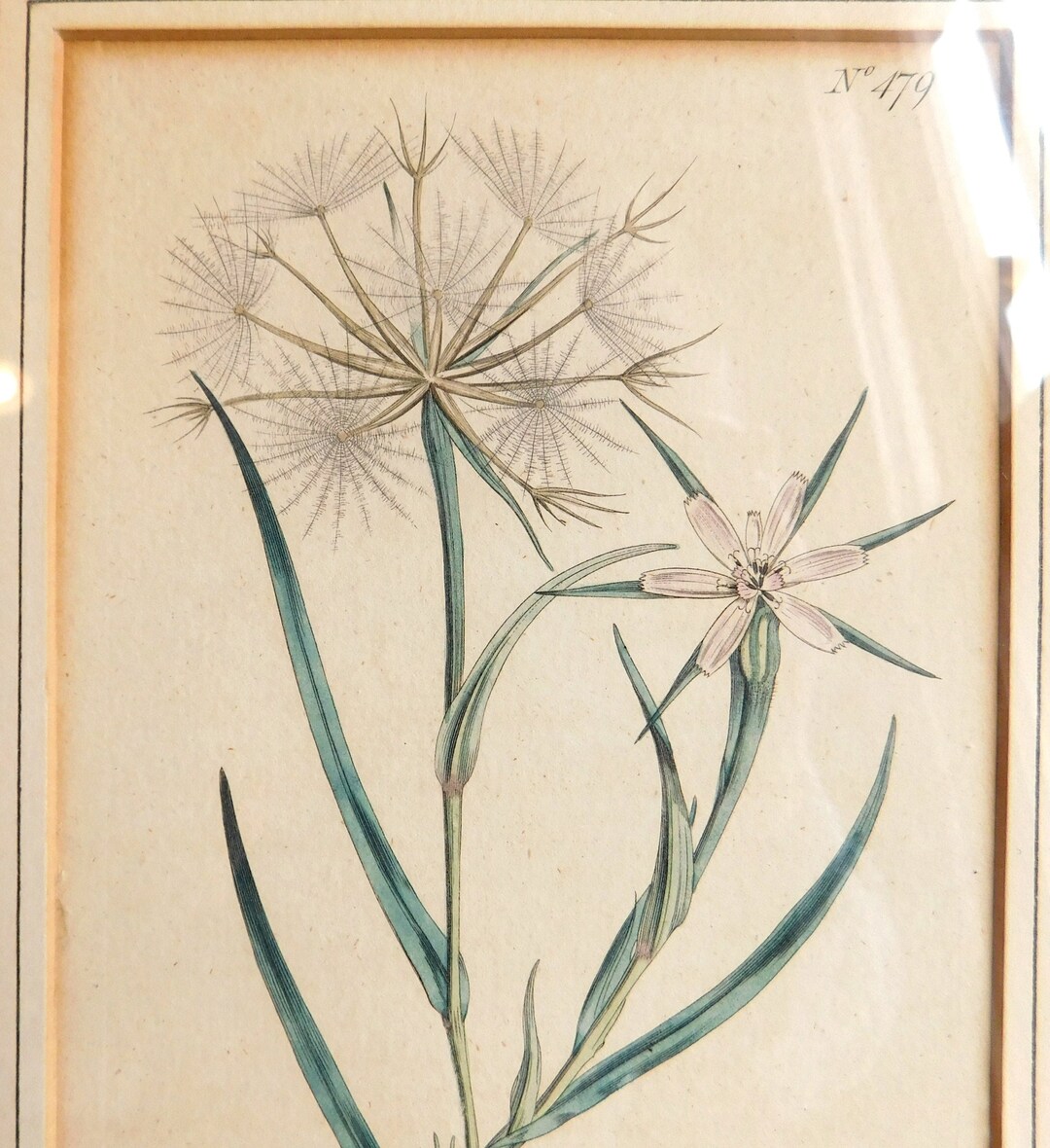 Antique Hand-tinted Botanical Copperplate Engraving Circa 1800 - Framed ...
