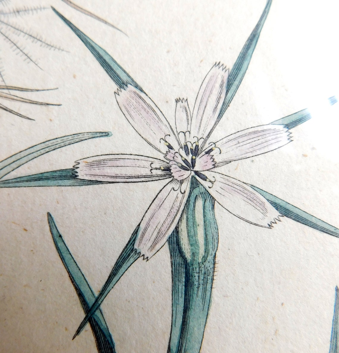 Antique Hand-tinted Botanical Copperplate Engraving Circa 1800 - Framed ...