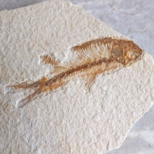 Vintage Ancient Fish Fossil in Sandstone I Think Possibly Green River ...
