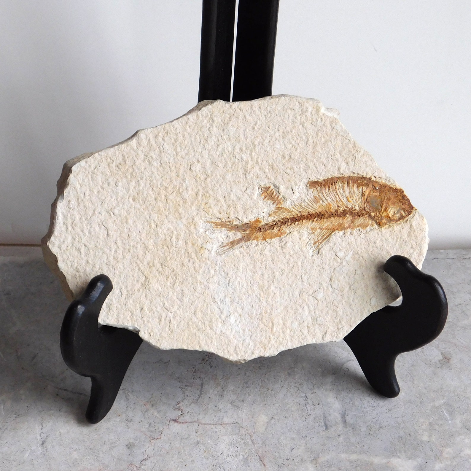 Vintage Ancient Fish Fossil in Sandstone I Think | Etsy