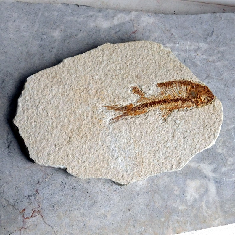 Vintage Ancient Fish Fossil in Sandstone I Think | Etsy