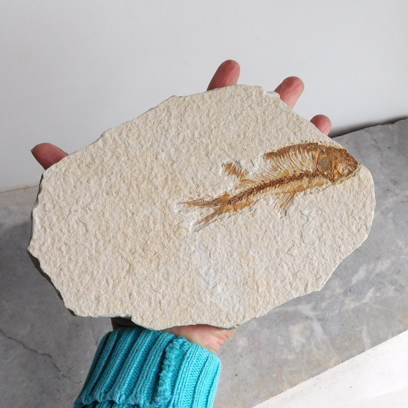 Vintage Ancient Fish Fossil in Sandstone I Think | Etsy