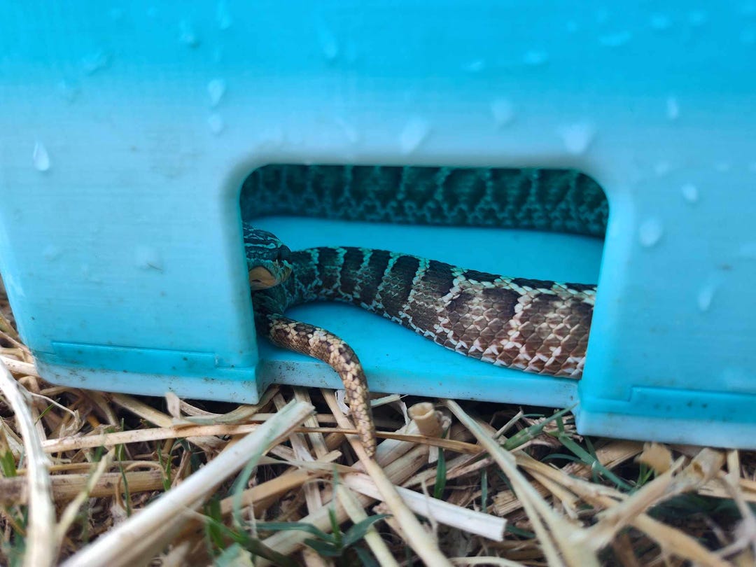 ORIGIN HIDE BOX Snake Small Pet Rat Mouse Hamster Humid Hide - Etsy