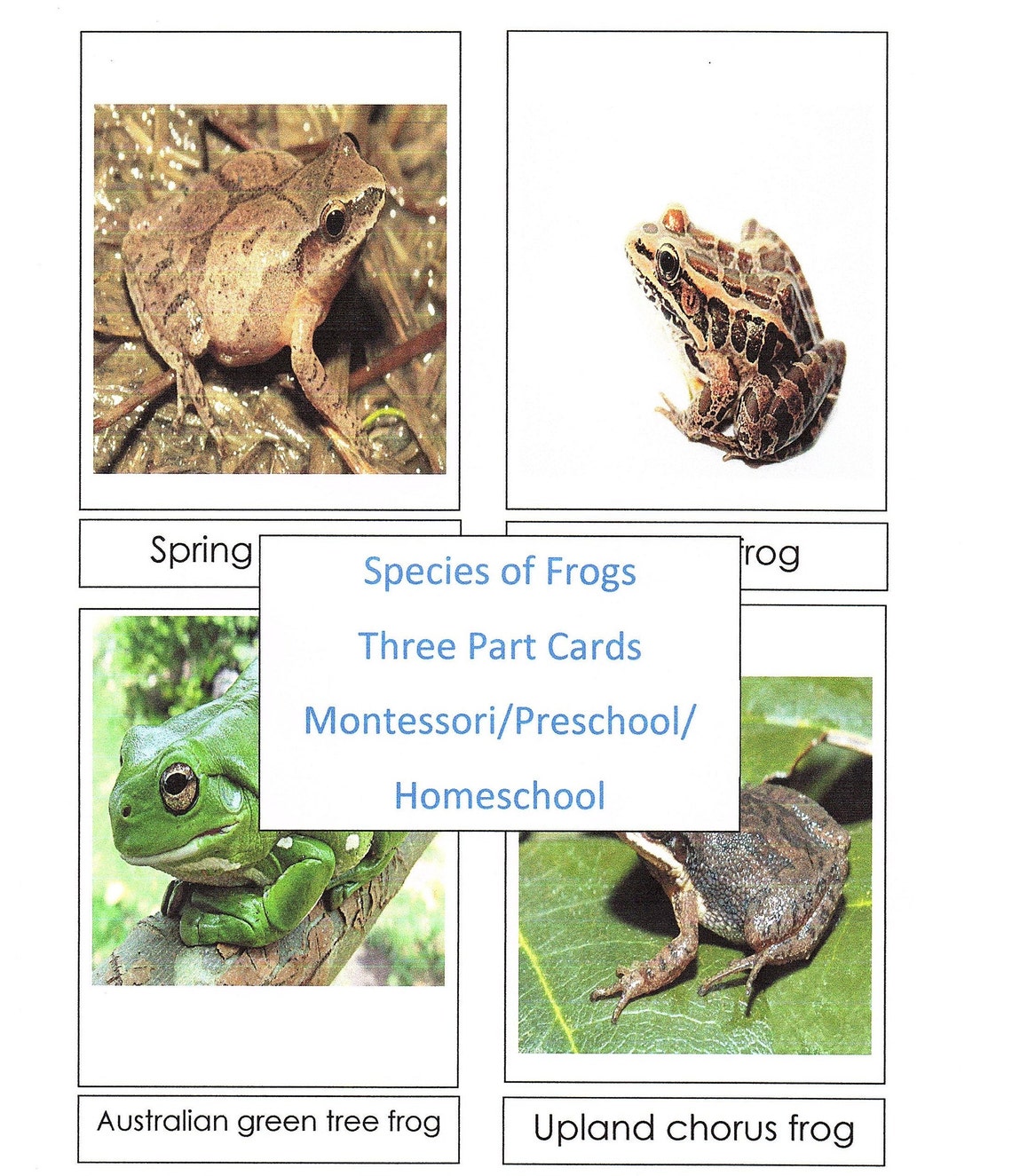 Montessori Materials Game Sorting Work Classification Language - Etsy