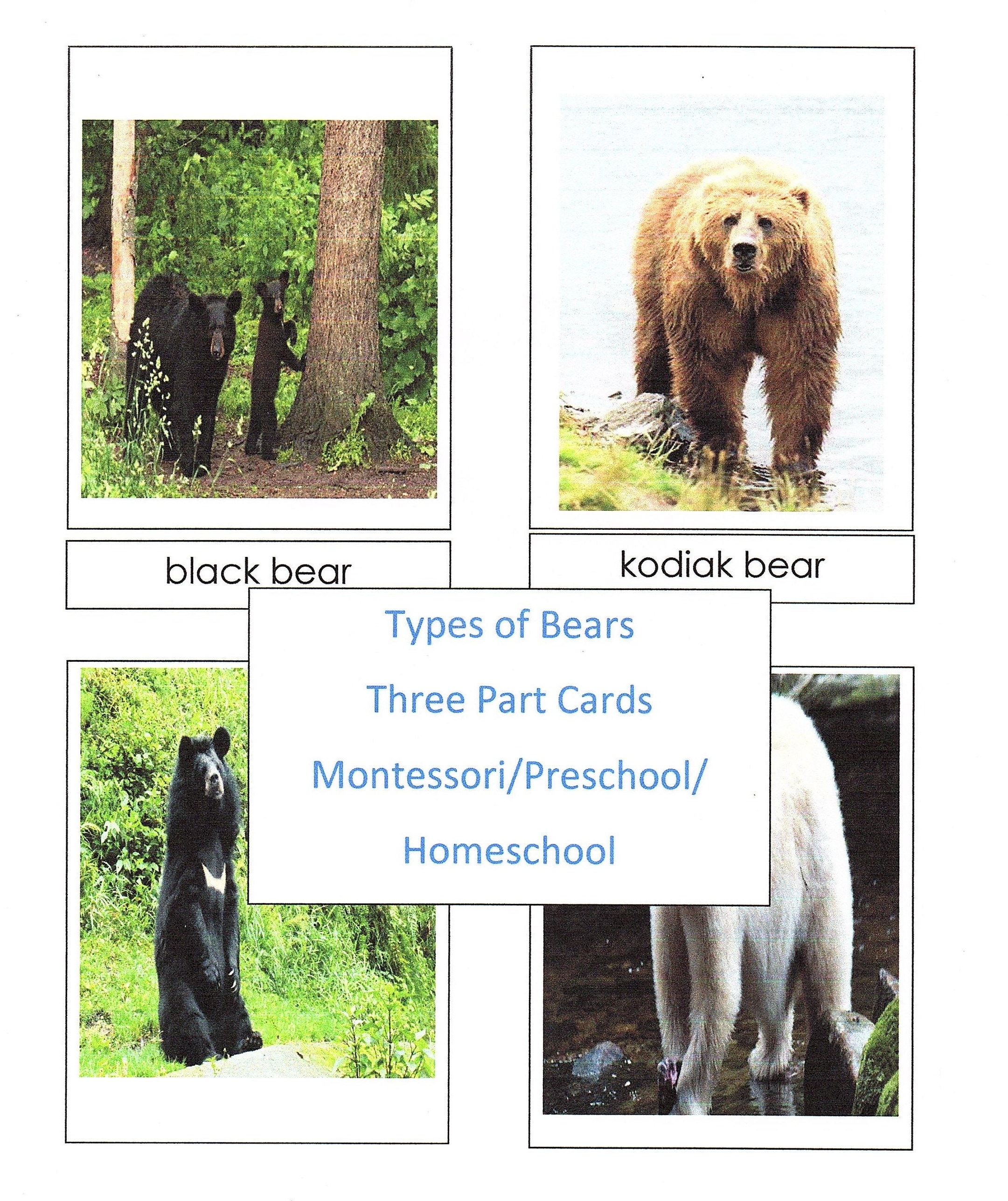 Species Of Bears