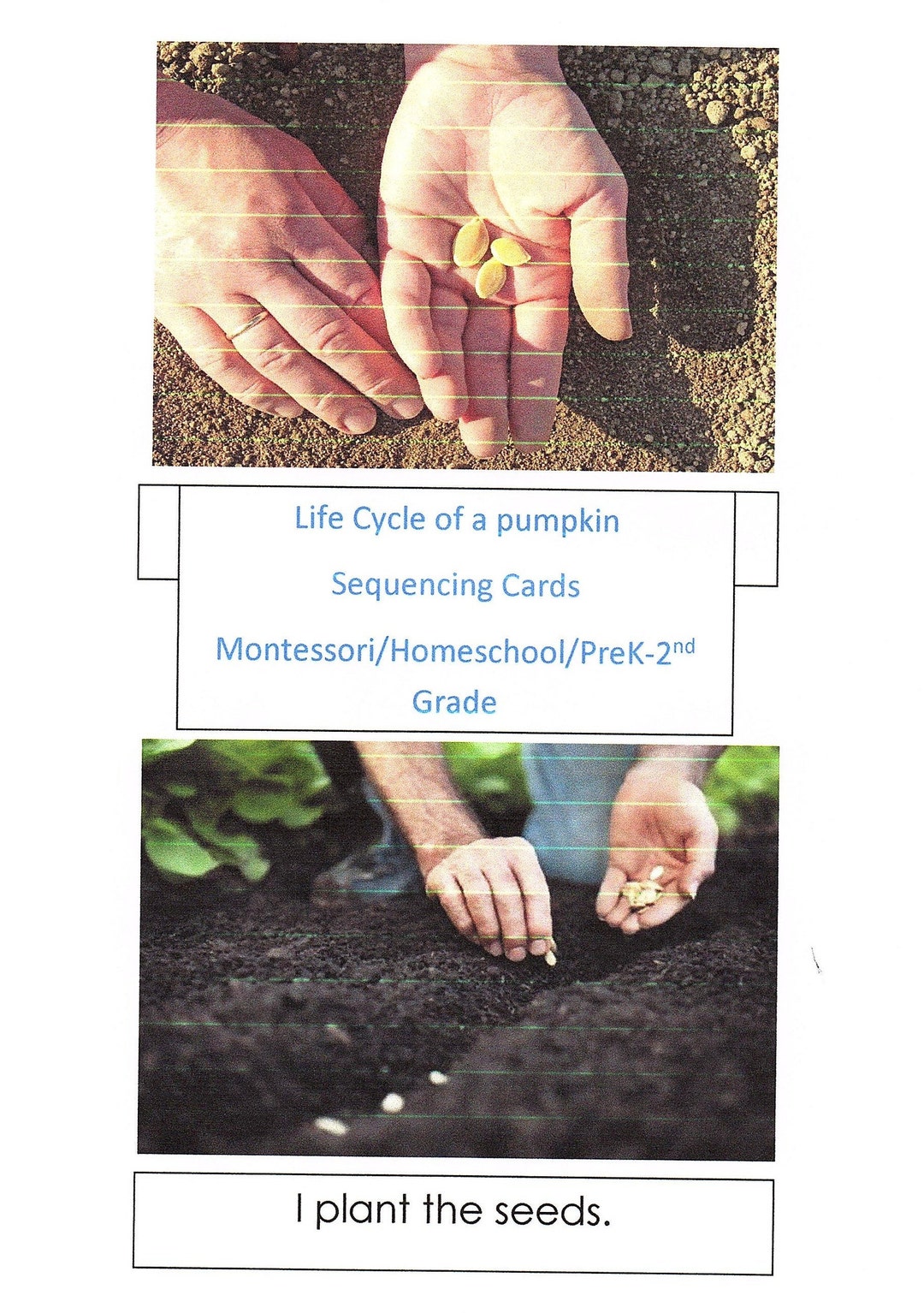Montessori Growing Pumpkin Sequencing Cards Preschool - Etsy