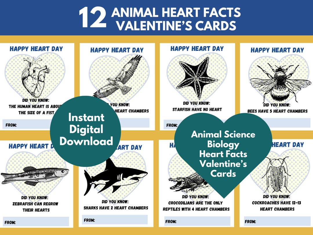 Animal Science Heart Anatomy Happy Valentine Day Card Biology Fact ...