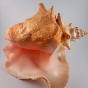 Pink Queen Conch Shell. 9.5" Aliger Gigas - Etsy