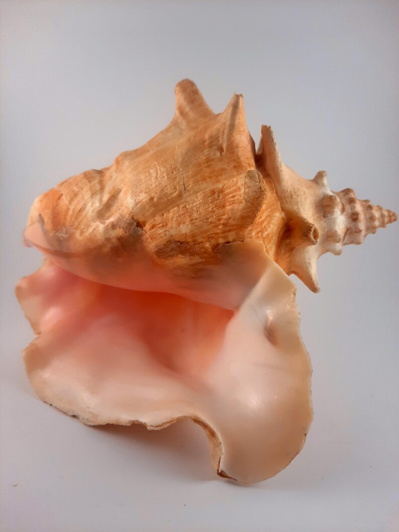 Pink Queen Conch Shell. 9.5" Aliger Gigas - Etsy