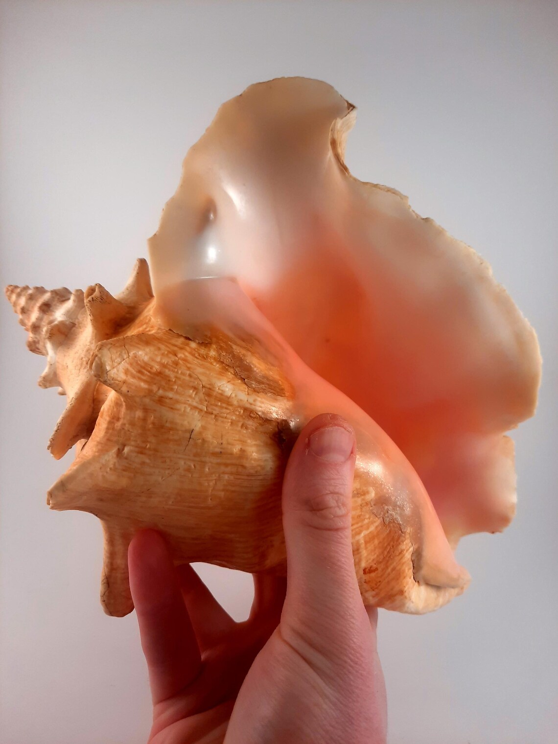 Pink Queen Conch Shell. 9.5" Aliger Gigas - Etsy