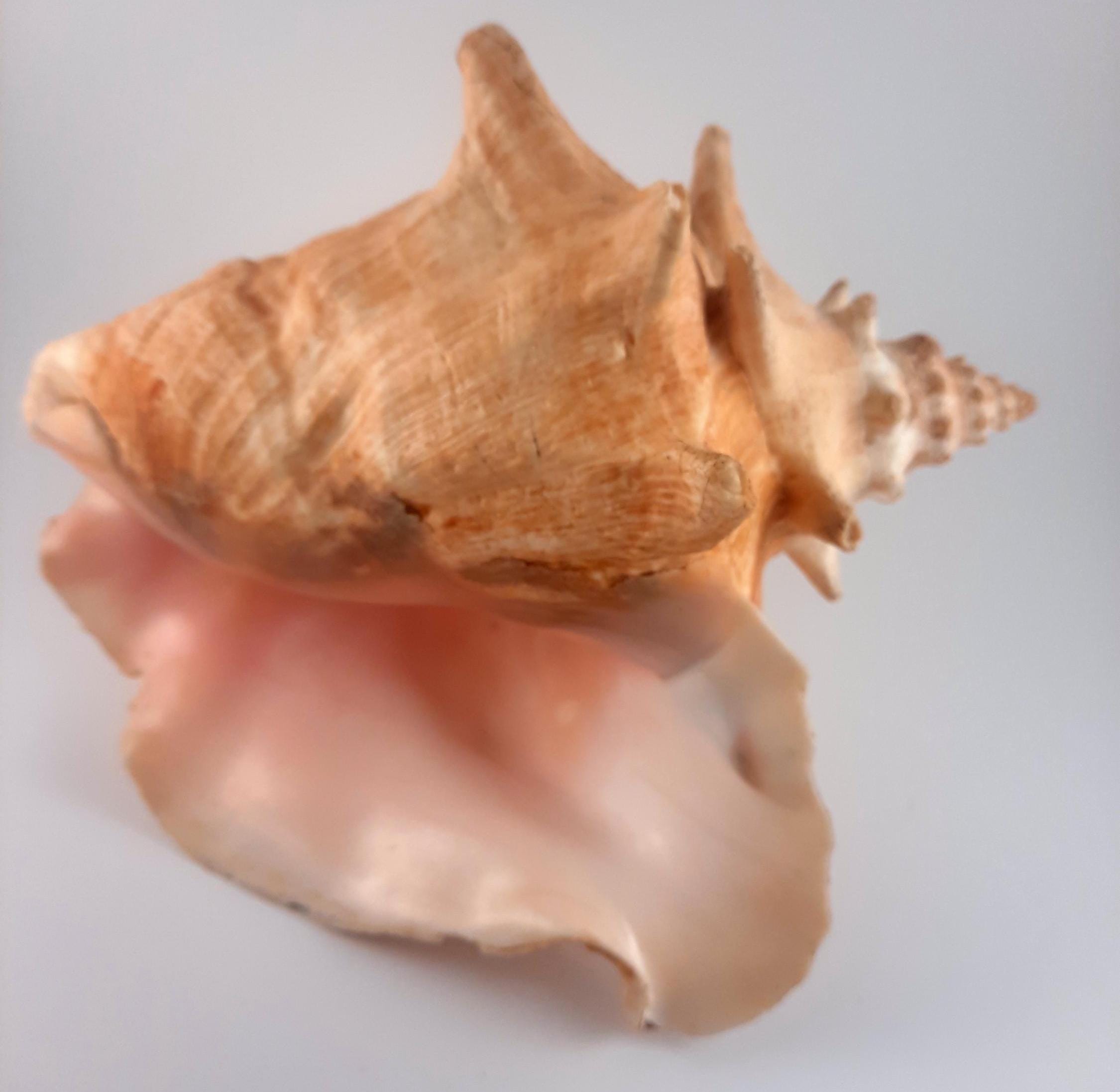 Pink Queen Conch Shell. 9.5" Aliger Gigas - Etsy