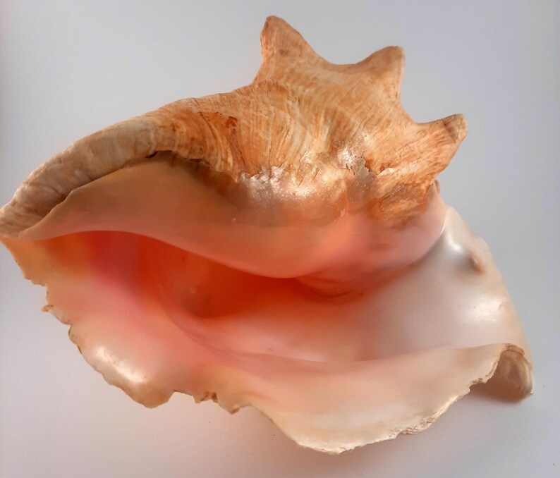 Pink Queen Conch Shell. 9.5" Aliger Gigas - Etsy