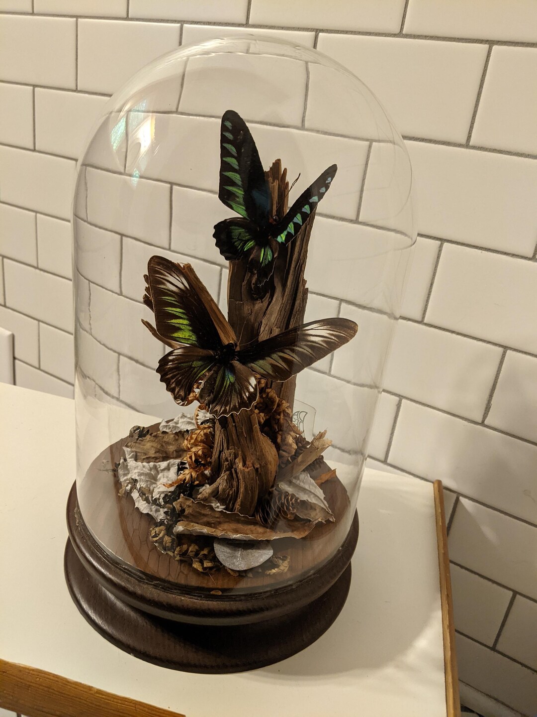 Vintage Large Real Butterflies Display Encased Under Glass Dome - Etsy