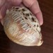 Antique Carved Sea Shell souvenir for My Wife From - Etsy