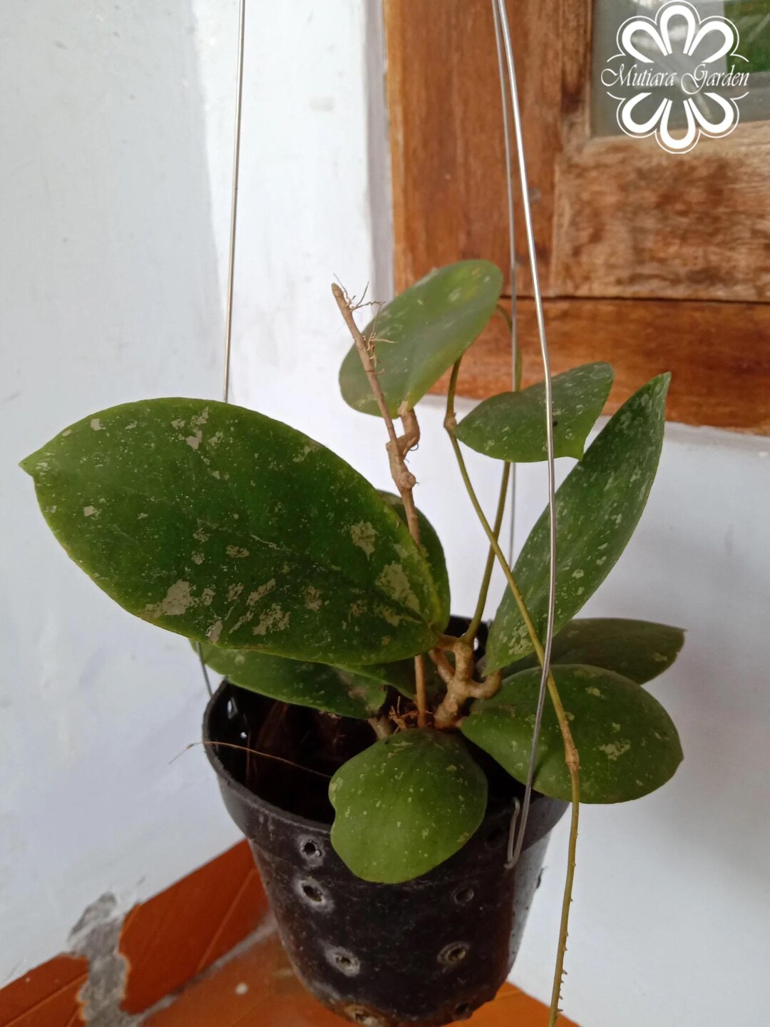 Hoya Undulata Splash Healthy Plants - Etsy