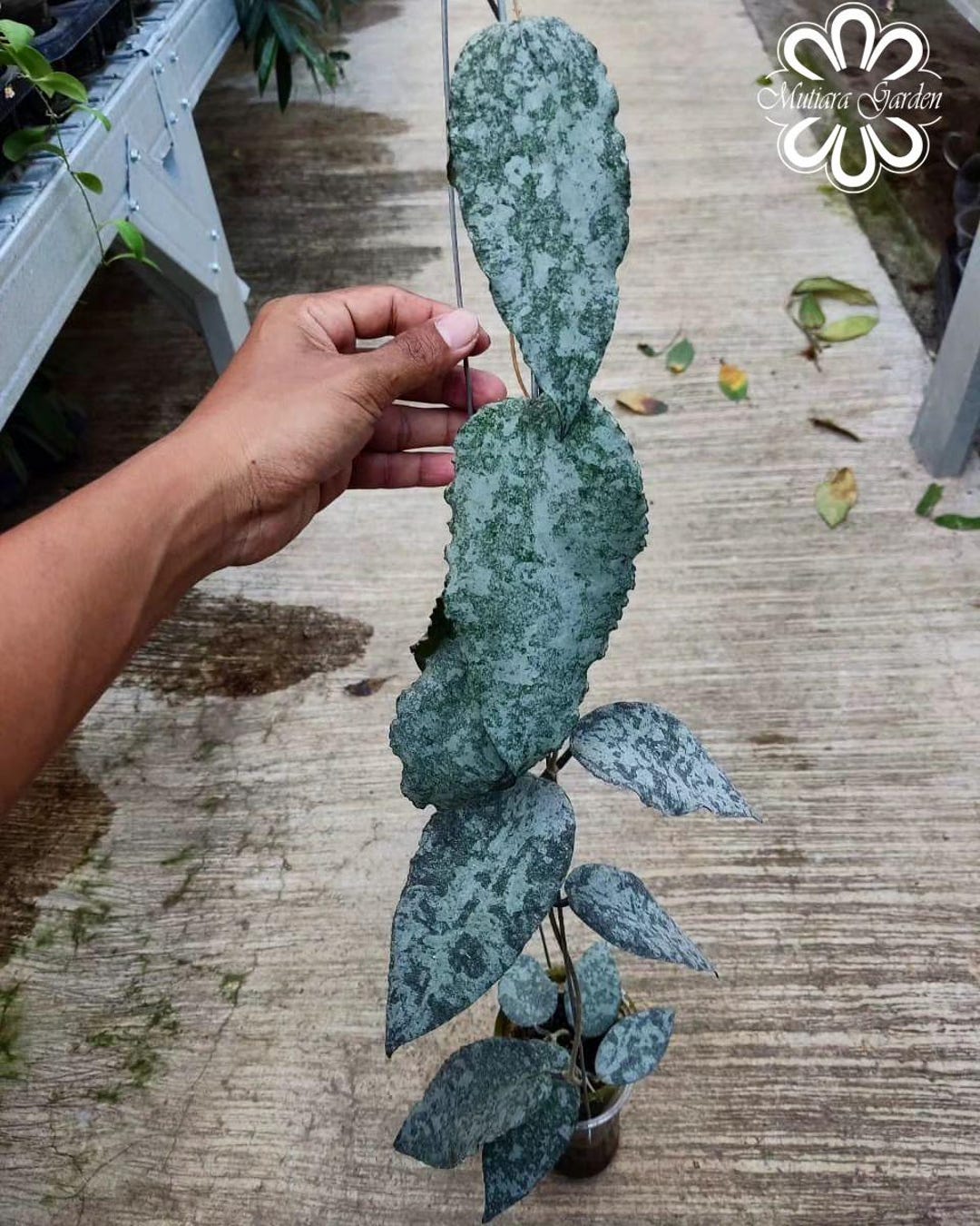 Hoya Caudata Splash Healthy Plants - Etsy