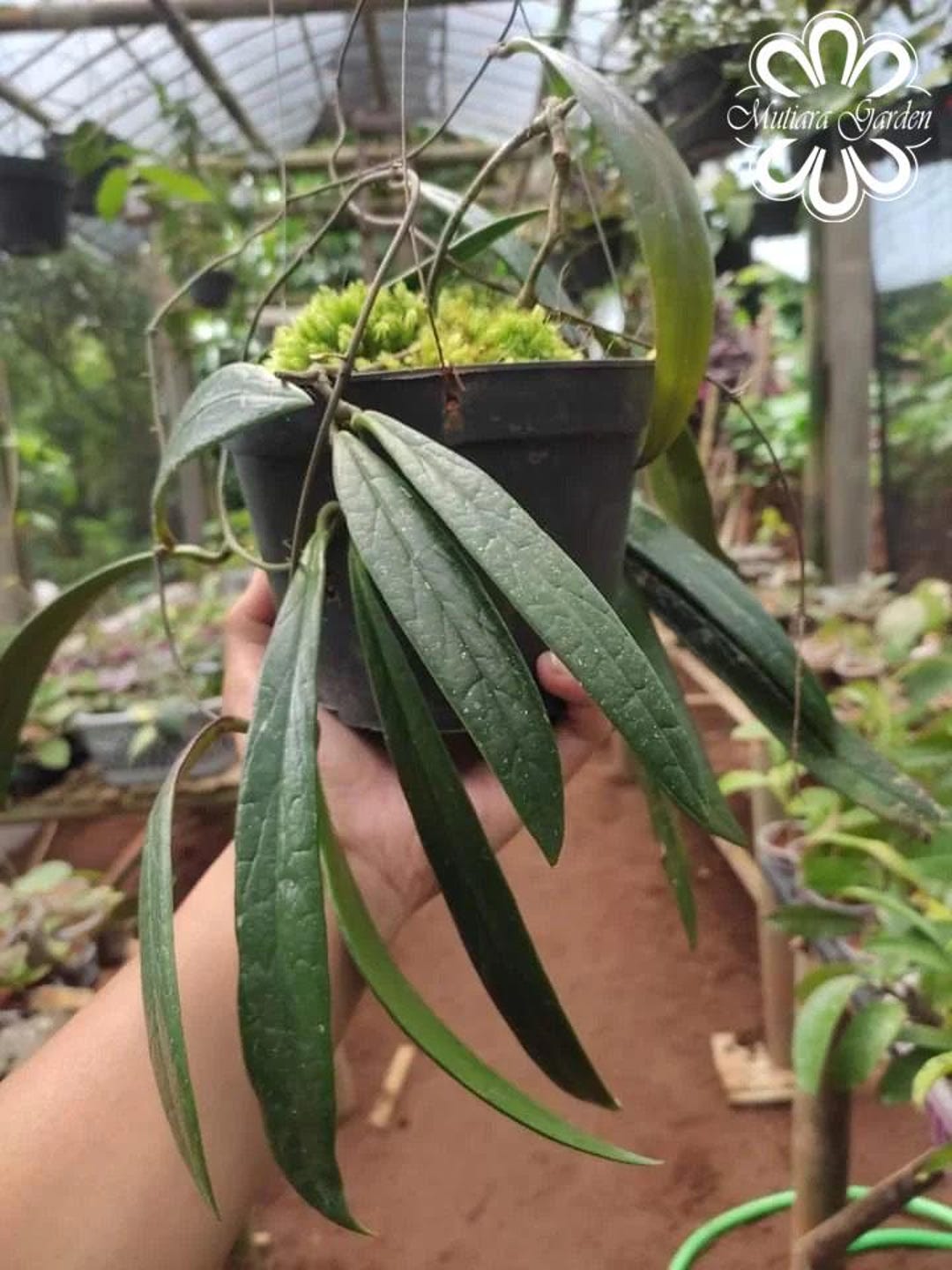 Hoya Sulawesiana Green Healthy Plants - Etsy