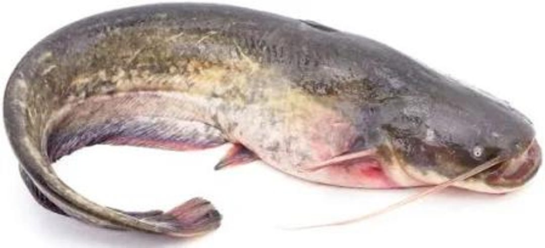 Freshly Frozen Whole Large Catfish 2.5kg -/+10% X 2 Pack - Etsy UK