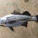 Striped Bass Metal Fish 35in Handmade Wall Art Sculpture Beach Coastal ...