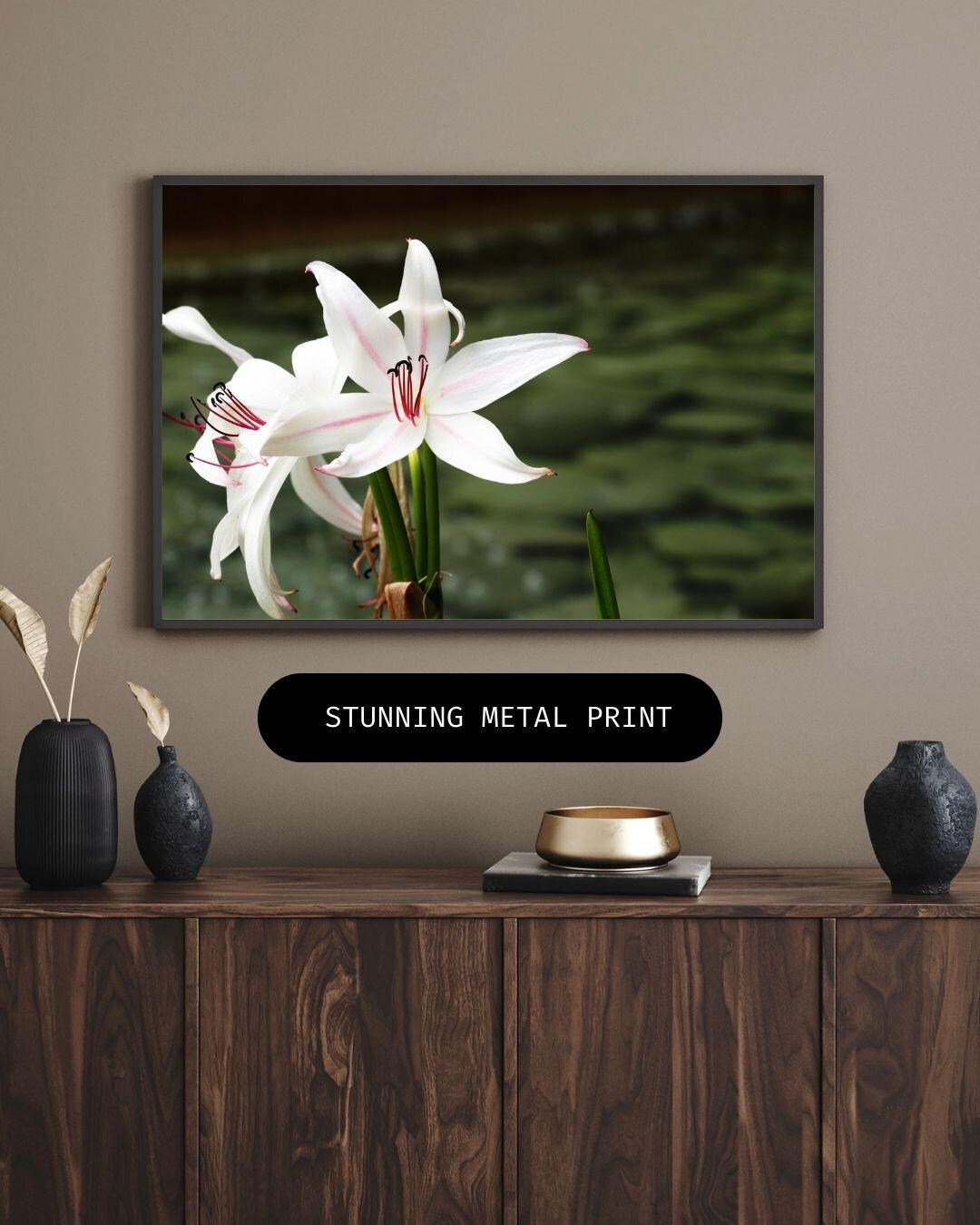 Crinium Lily Flower Photograph Metal Fine Art Wall Print - Etsy